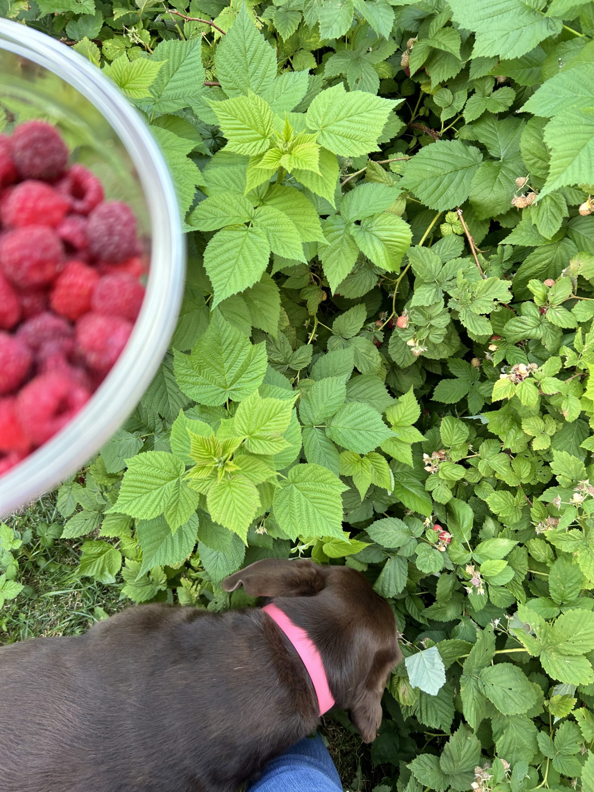 Seedless Raspberry Jam - Laura Bakes Gluten Free Recipe